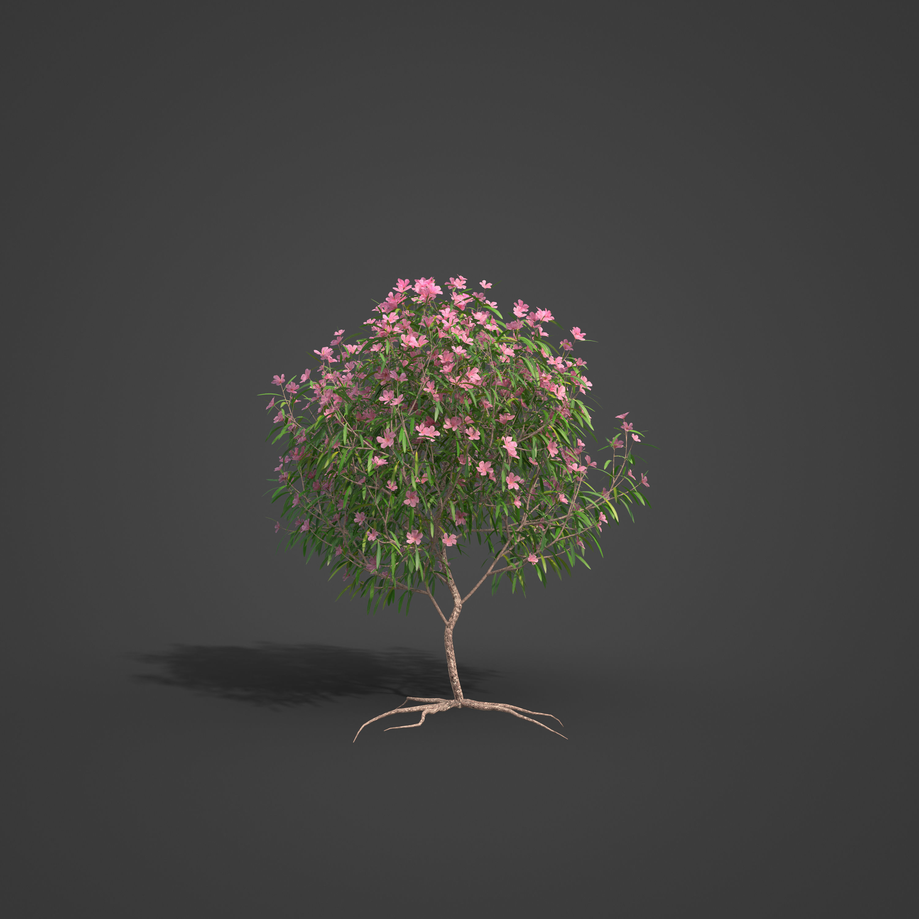 2021 PBR Oleander Collection - Nerium Oleander free 3D model | CGTrader