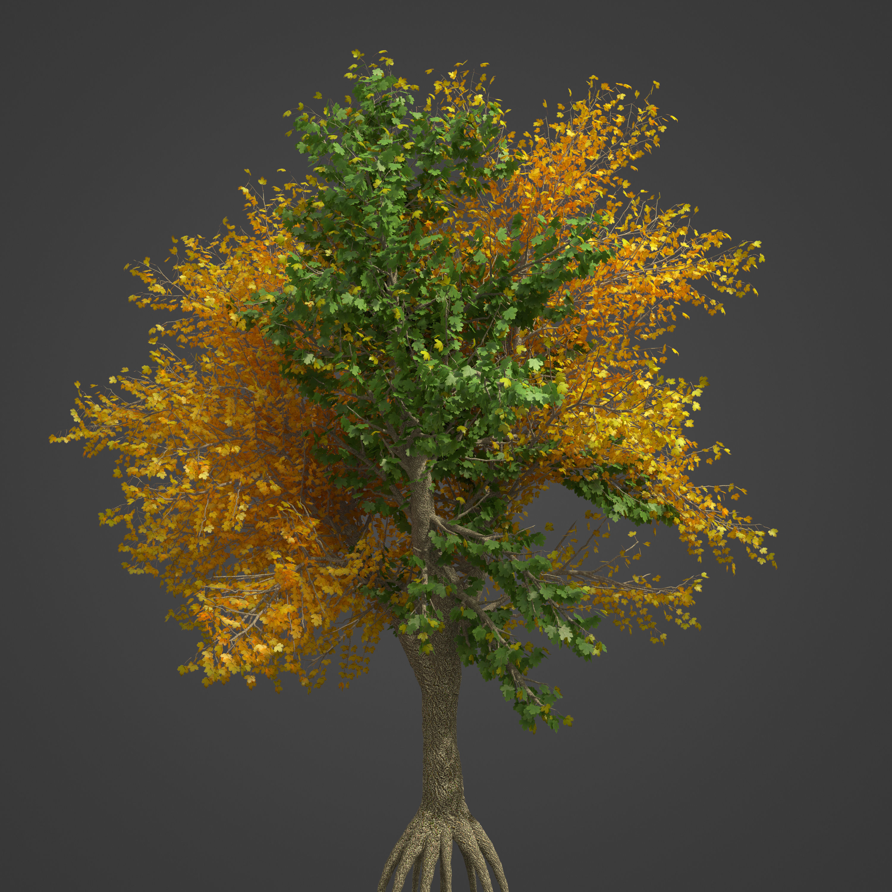 2021 PBR Field Maple Collection - Acer Campestre free 3D model | CGTrader