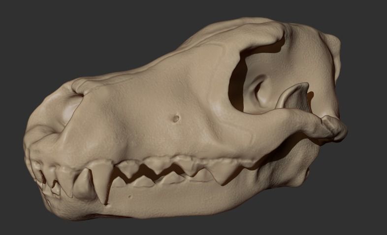 Wolf skull free 3D model 3D printable | CGTrader