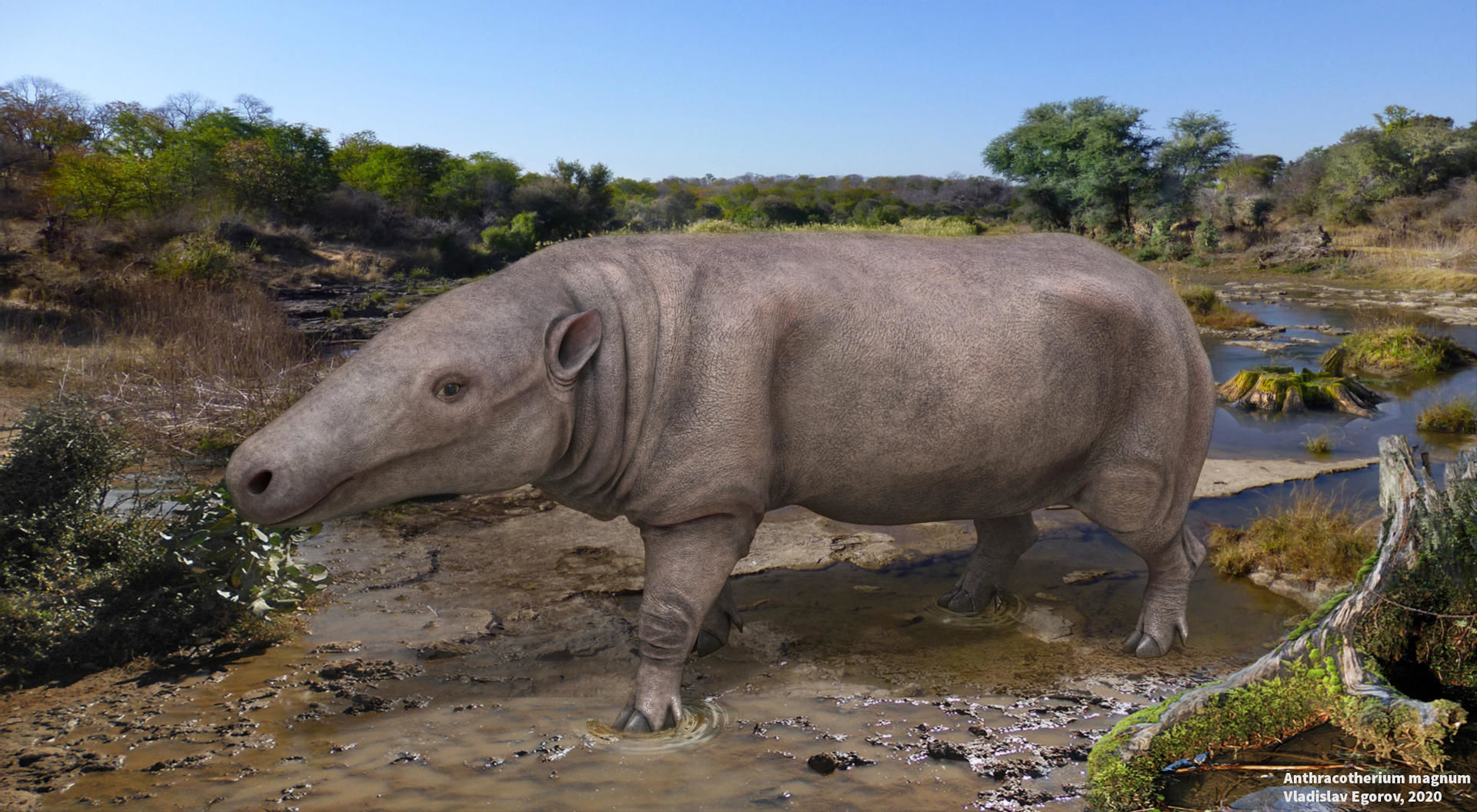 Extinct animals pack version 17 3D model | CGTrader