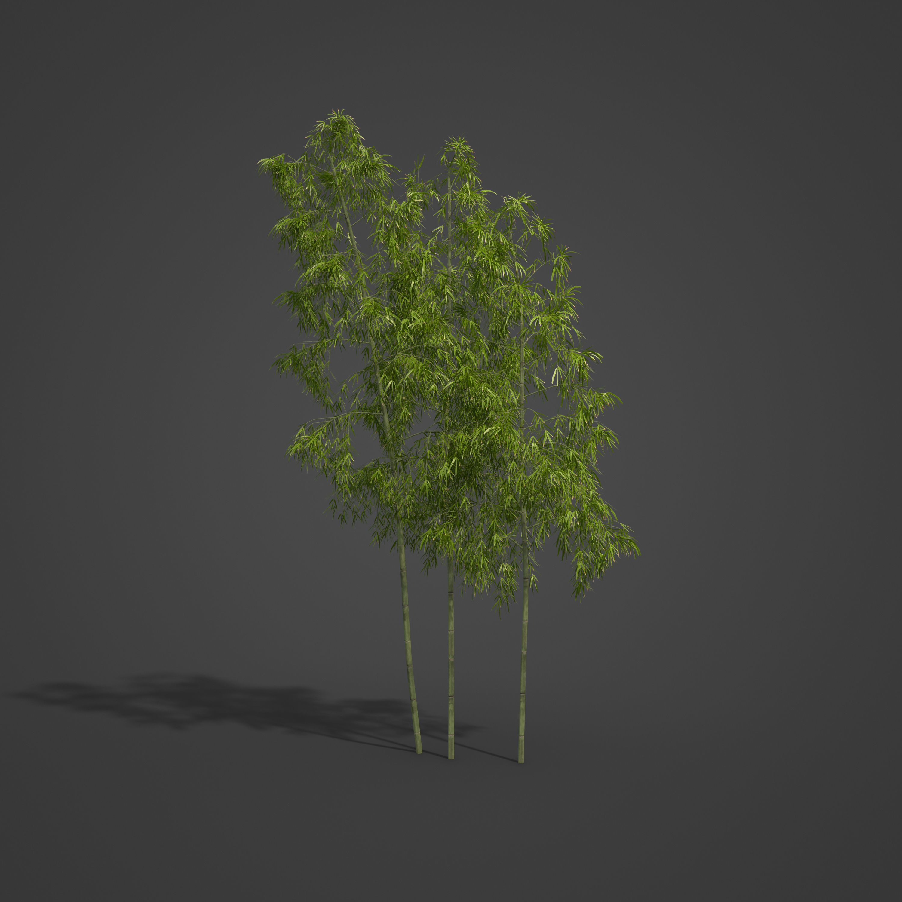2021 PBR Hachiku Bamboo Collection - Phyllostachys Nigra free 3D model ...