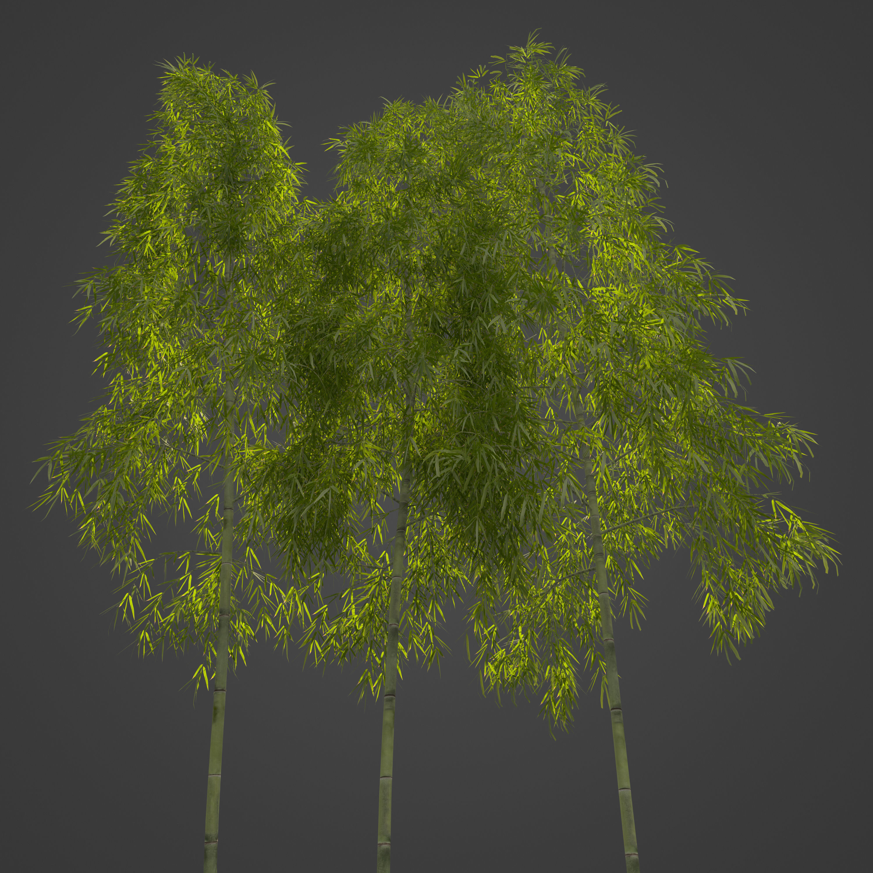 2021 PBR Hachiku Bamboo Collection - Phyllostachys Nigra free 3D model ...