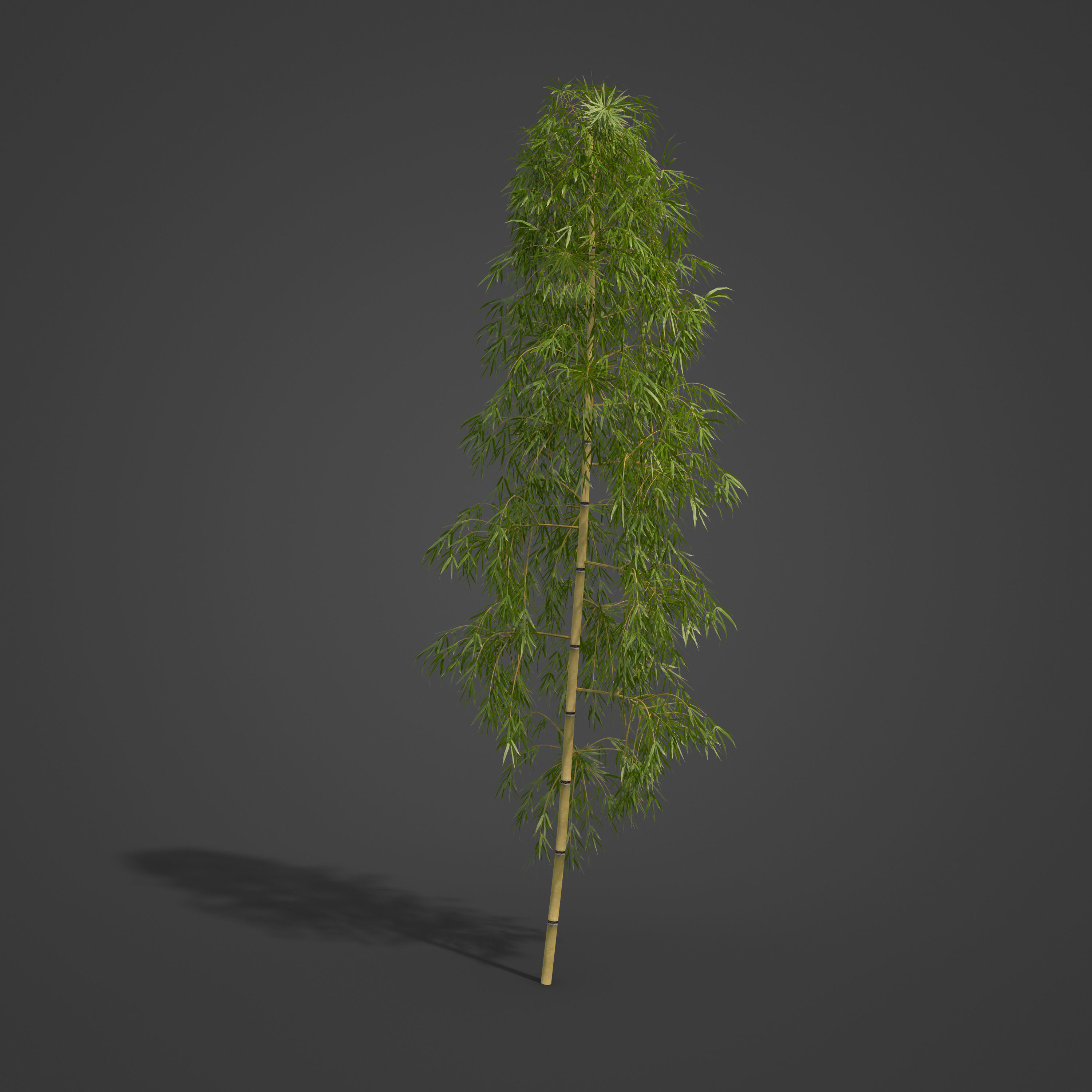 2021 PBR Hachiku Bamboo Collection - Phyllostachys Nigra free 3D model ...