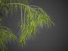 2021 PBR Hachiku Bamboo Collection - Phyllostachys Nigra free 3D model ...