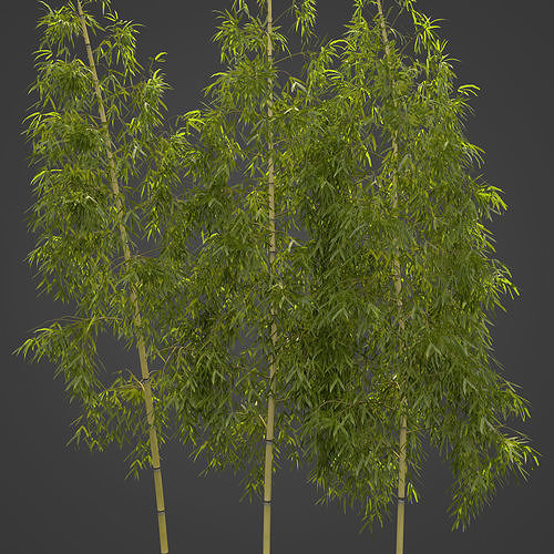 2021 PBR Hachiku Bamboo Collection - Phyllostachys Nigra free 3D model ...