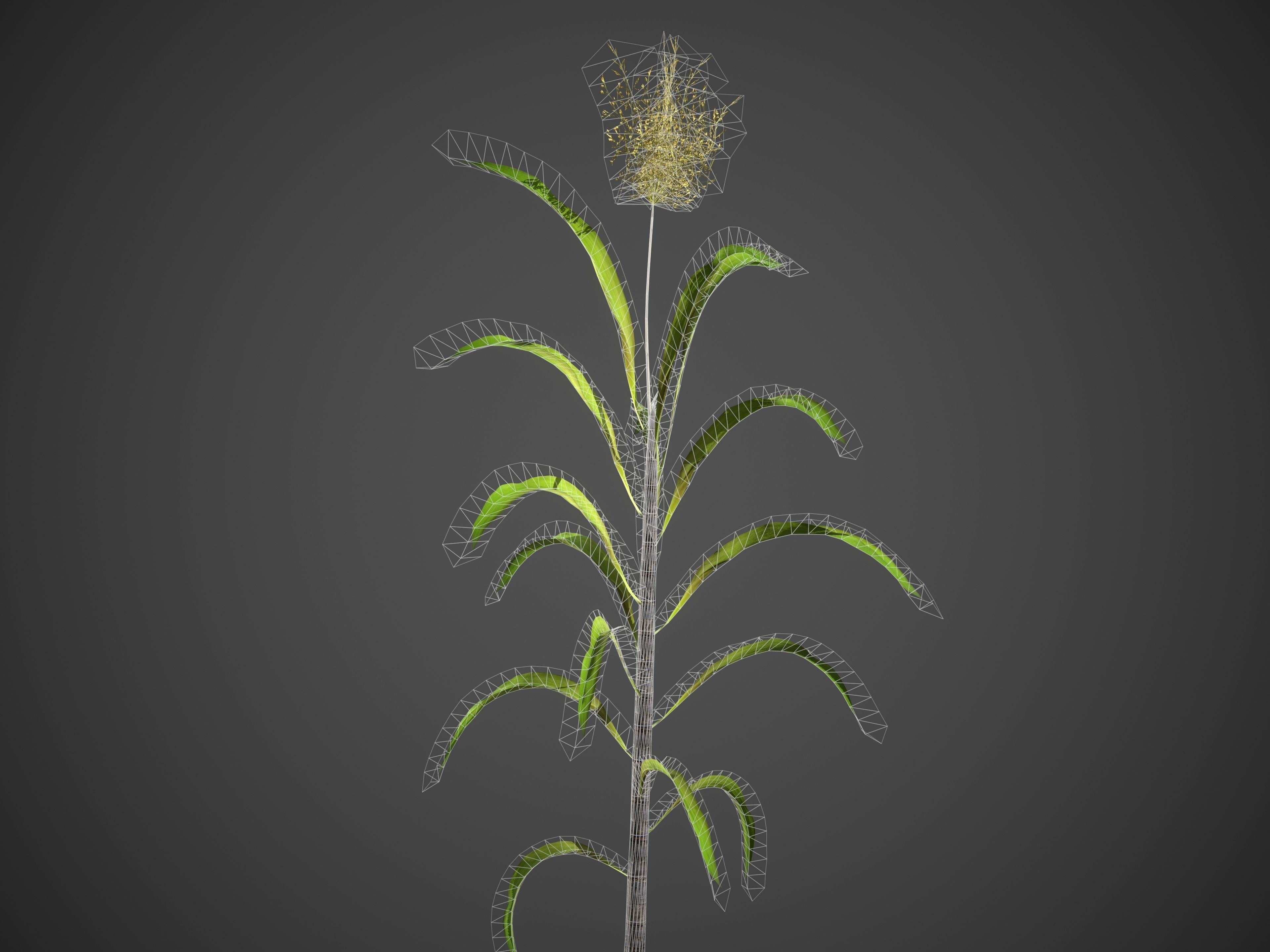 3D model 2021 PBR Sugar Cane Collection - Saccharum Officinarum VR / AR ...