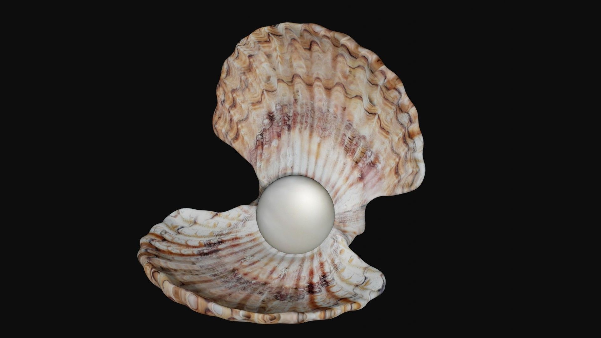 3D model Clam shell VR / AR / low-poly | CGTrader