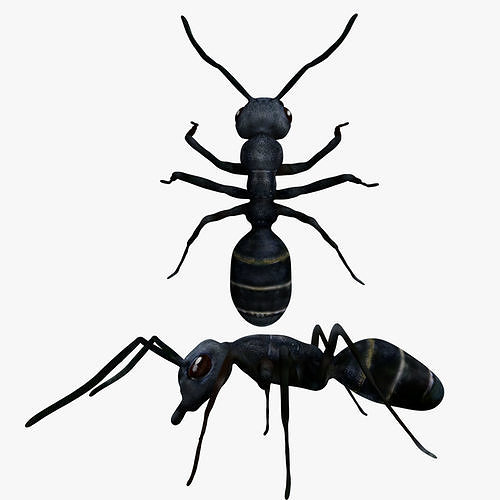3D model Bullet black Ant VR / AR / low-poly rigged | CGTrader