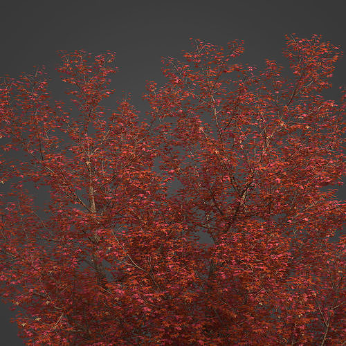2021 PBR Montpelier Maple Collection - Acer Monspessulanum 3D model ...