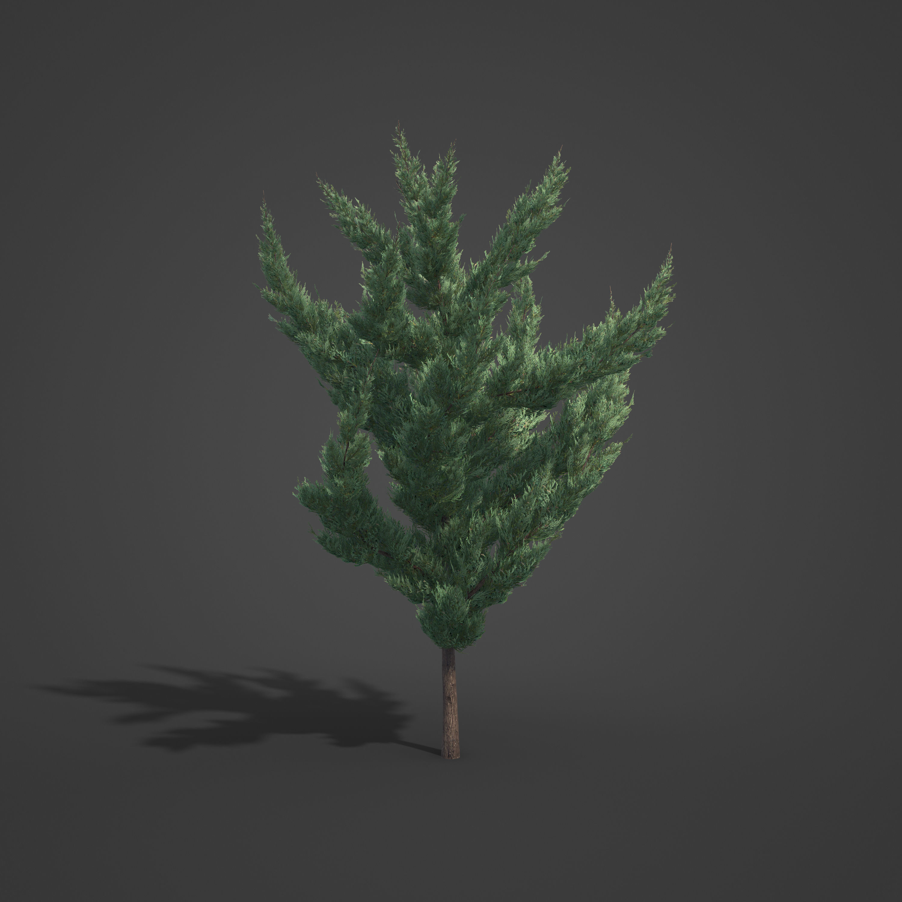 2021 PBR Chinese Juniper Collection - Juniper Chinensis Kaizuka 3D model | CGTrader
