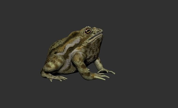 The model Toad 3D model 3D printable | CGTrader