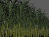 3D model Sugarcane VR / AR / low-poly | CGTrader