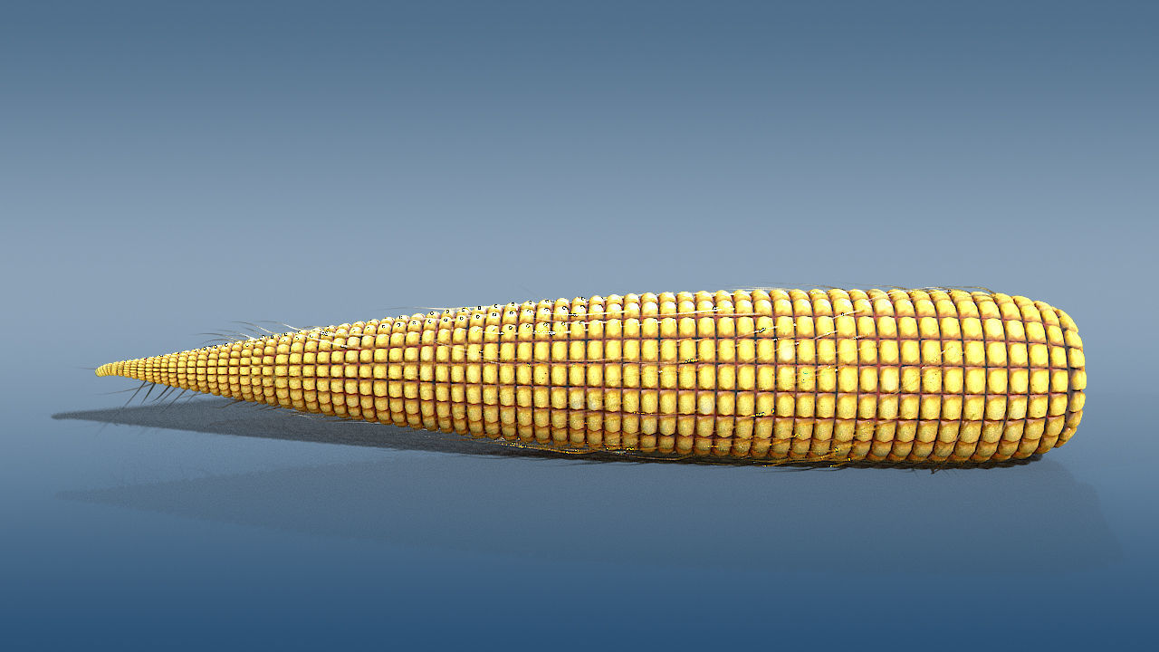 3D model old corn low poly VR / AR / low-poly | CGTrader
