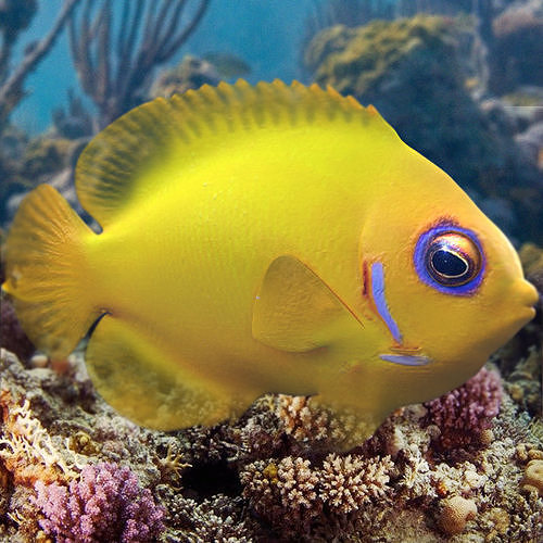Lemon Lauwiliwili Reef fish 3D model | CGTrader