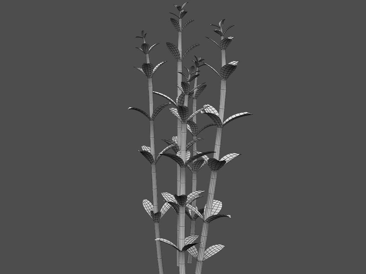 Cilantro Om free 3D model | CGTrader