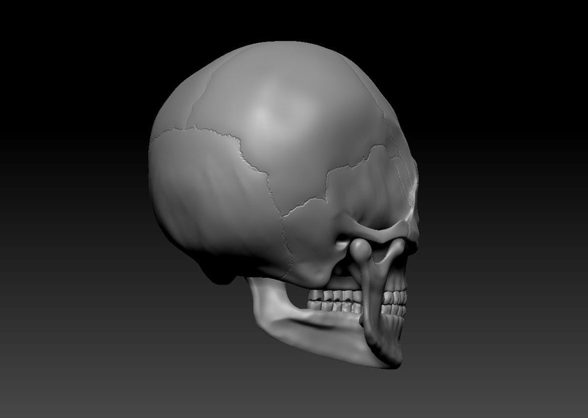 Human Male Skull 3D model | CGTrader