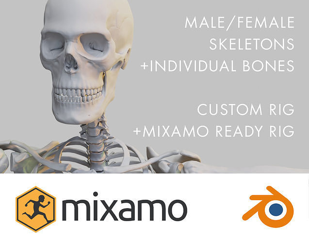 Rigged human skeletons and individual bones 3D model rigged | CGTrader