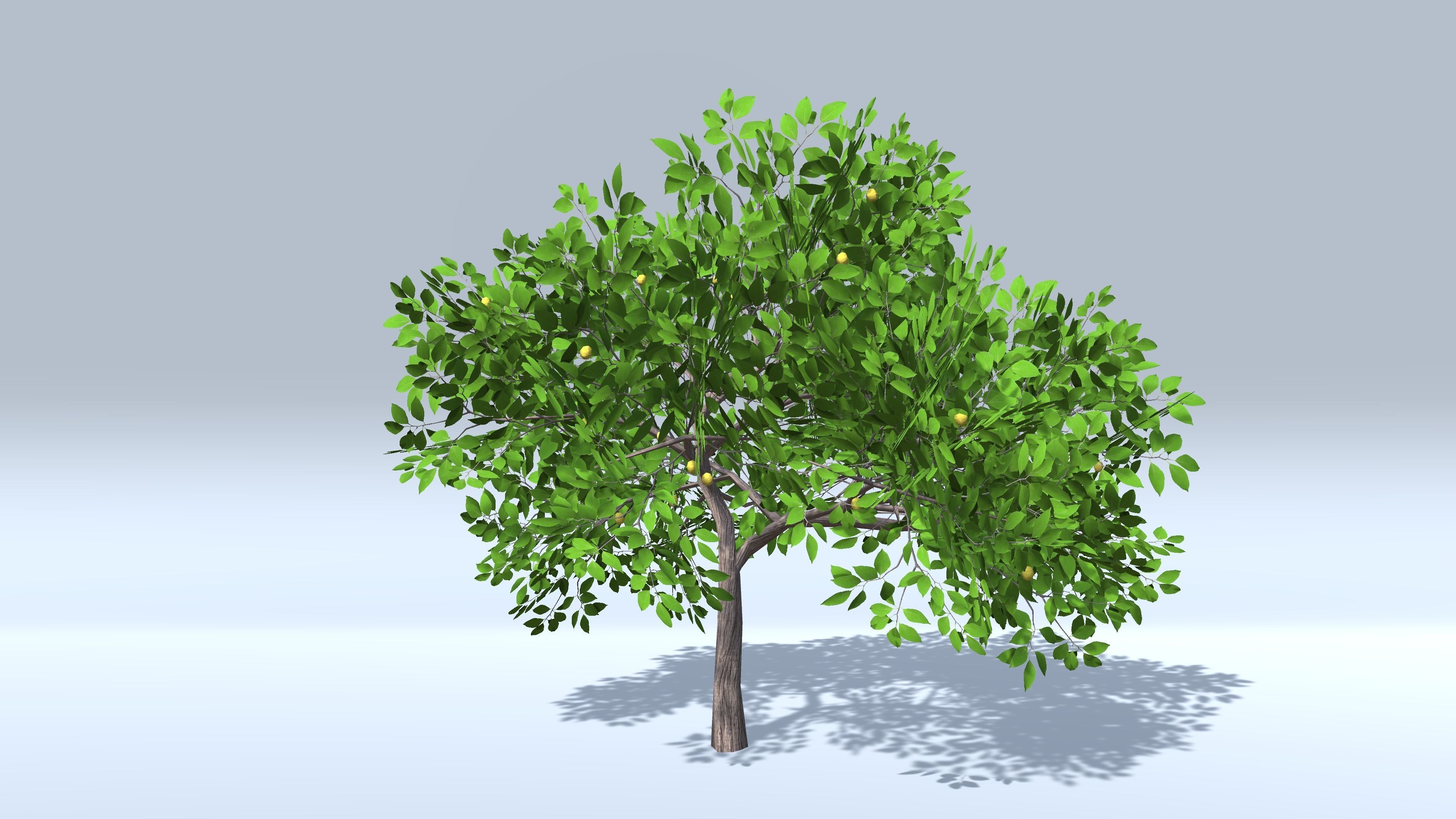 Lemon Trees free VR / AR / low-poly 3D model | CGTrader