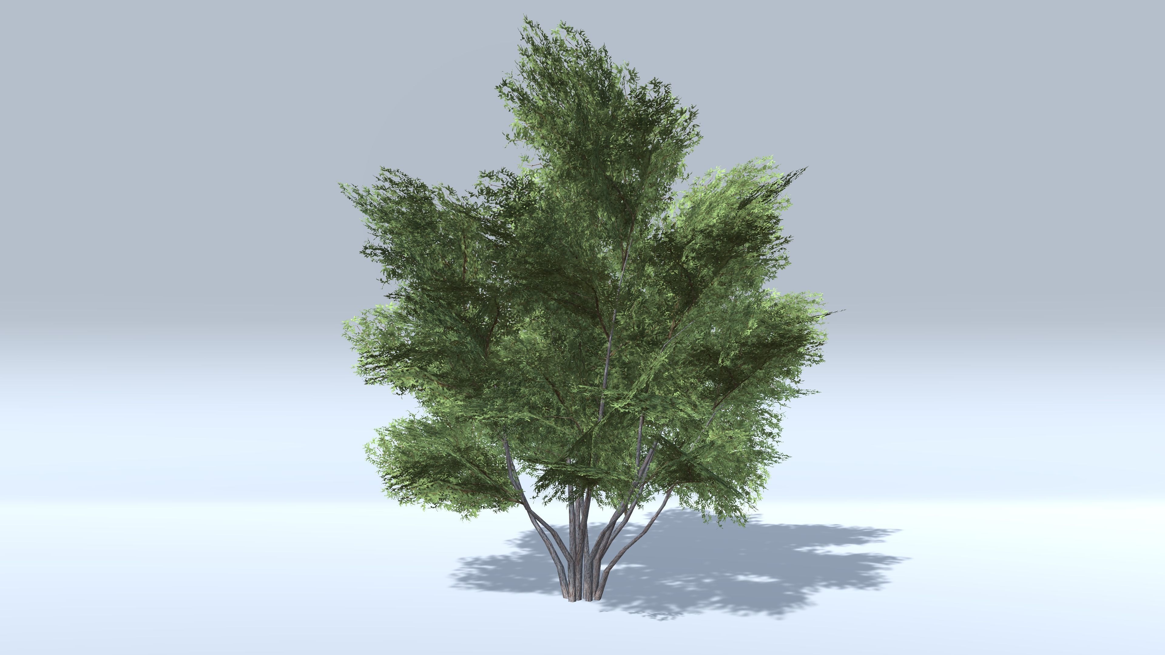3D model Prosopis Trees - Mobile VR / AR / low-poly | CGTrader