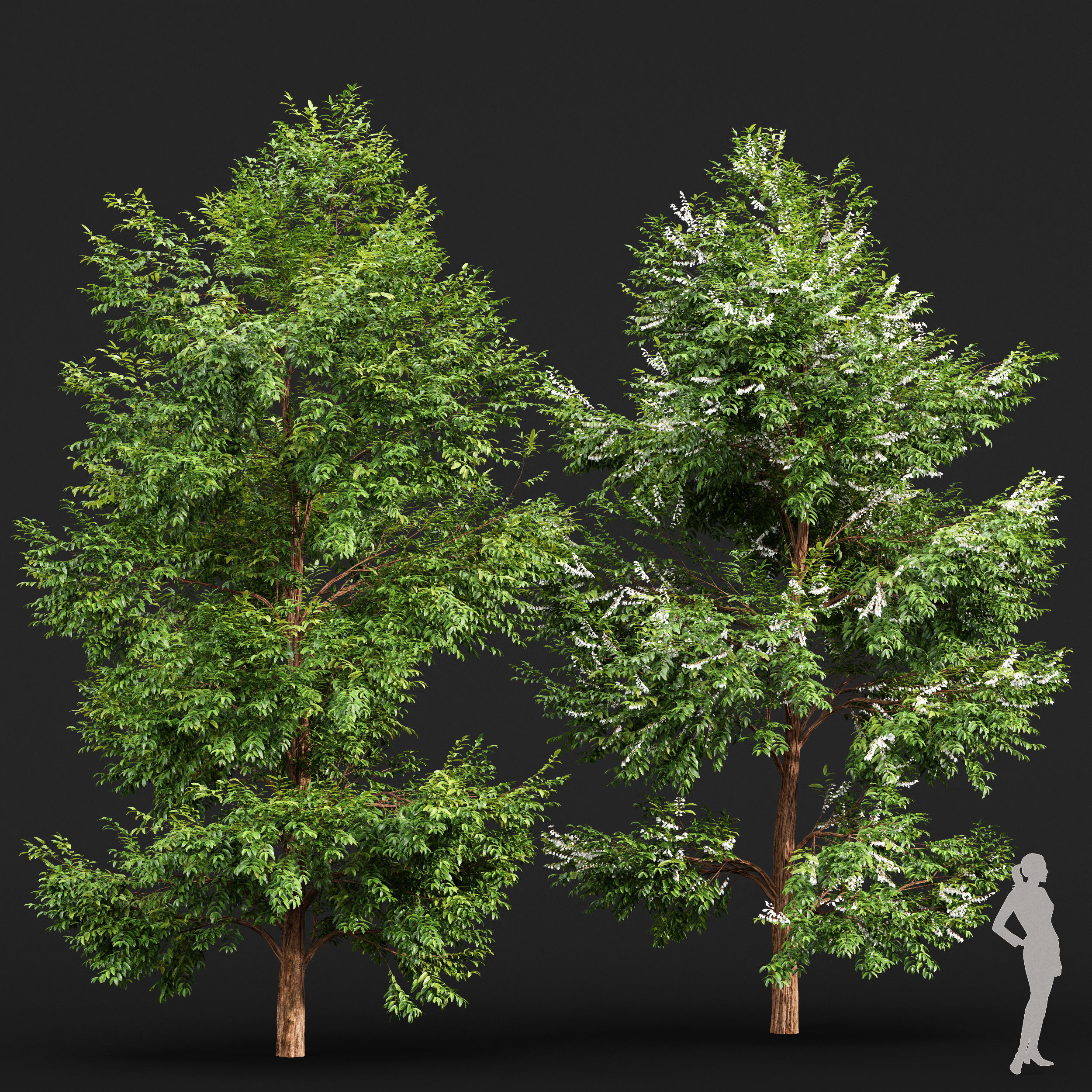 Black locust blossom 2 trees 3D model | CGTrader