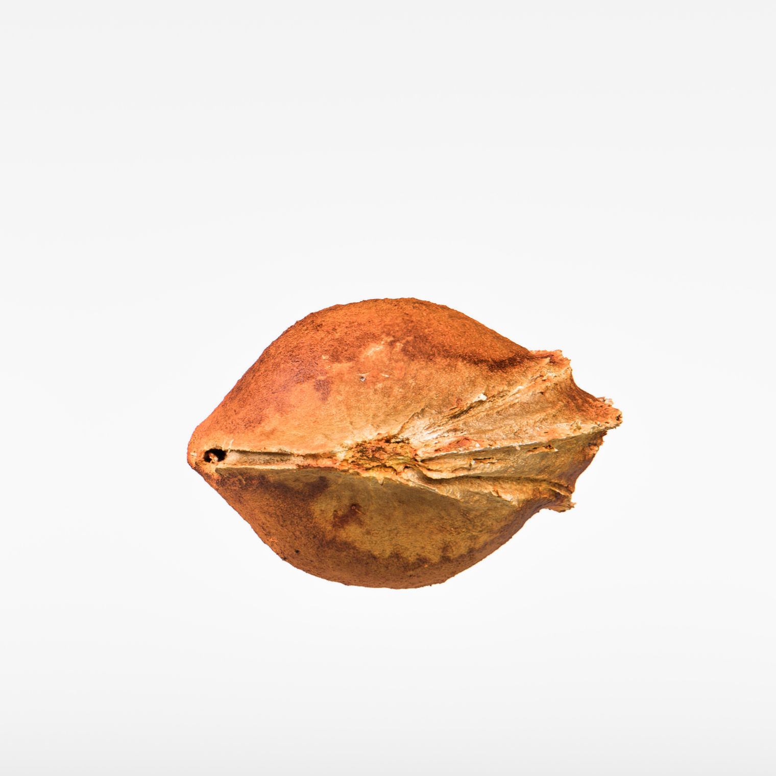 Apricot pit 3D model | CGTrader