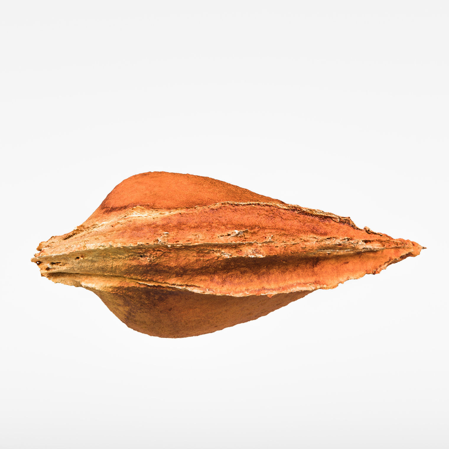 Apricot pit 3D model | CGTrader