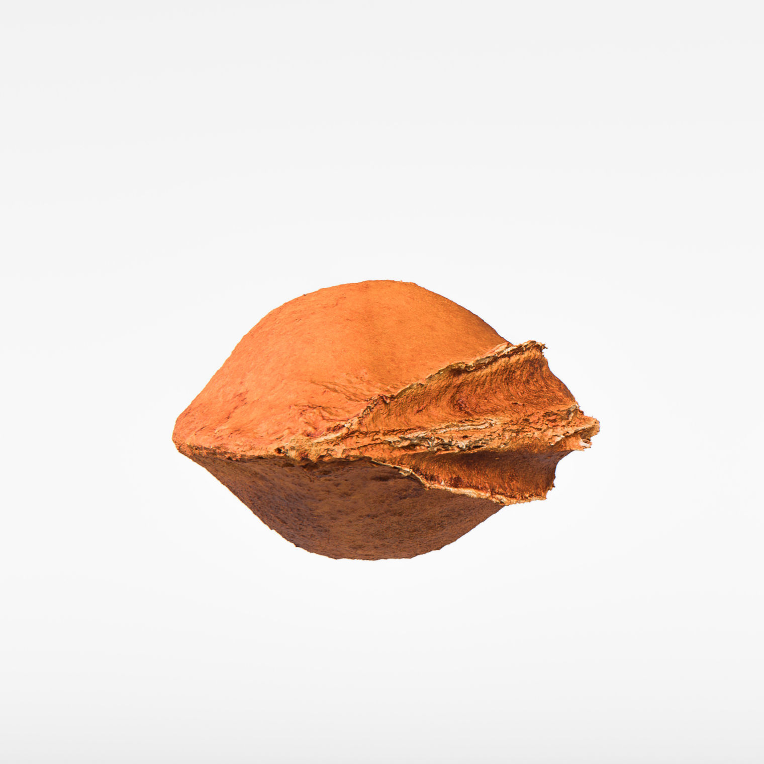 Apricot pit 3D model | CGTrader