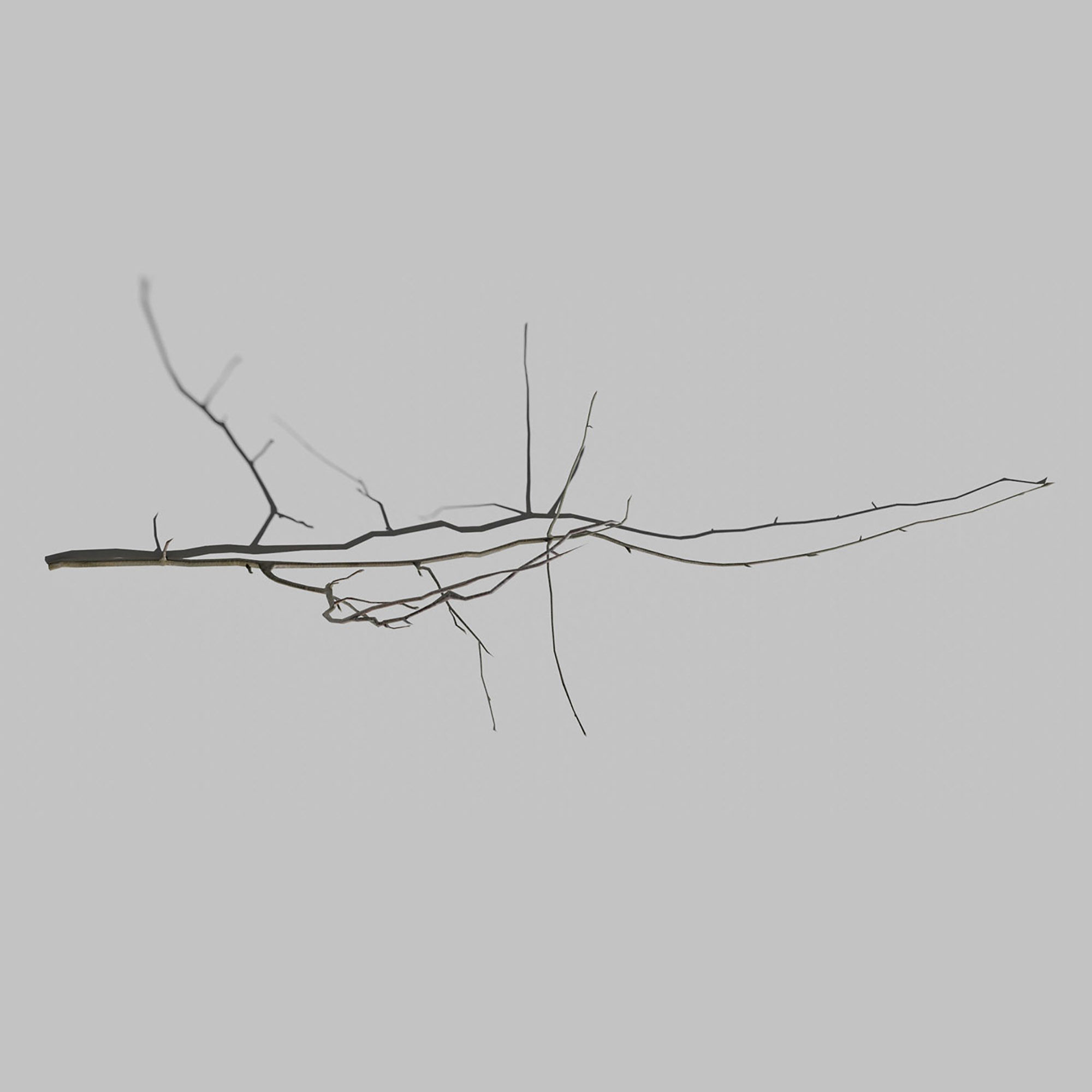3D model Mountain Ash Twigs VR / AR / low-poly | CGTrader
