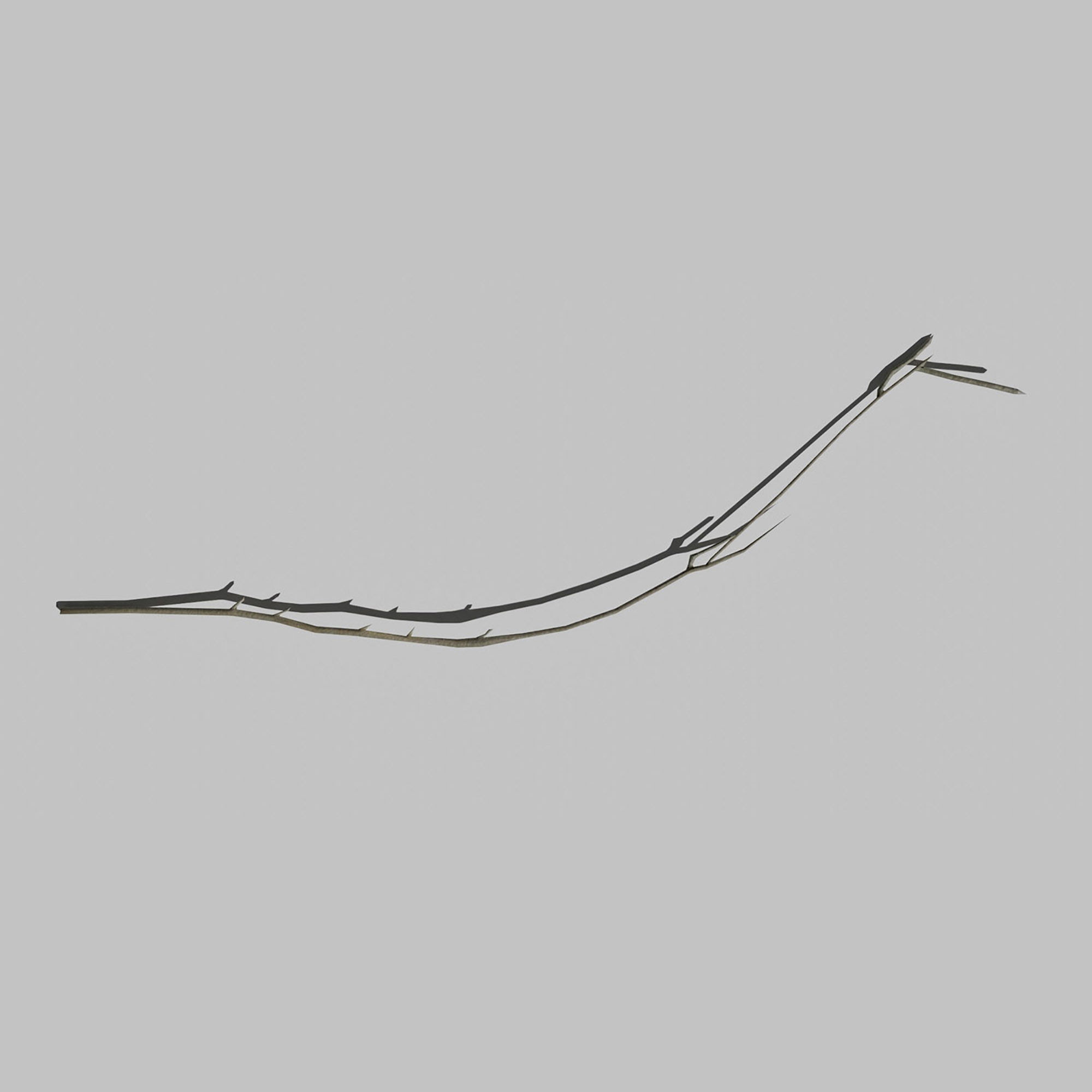 3D model Mountain Ash Twigs VR / AR / low-poly | CGTrader