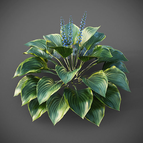XfrogPlants Hosta 3D model | CGTrader