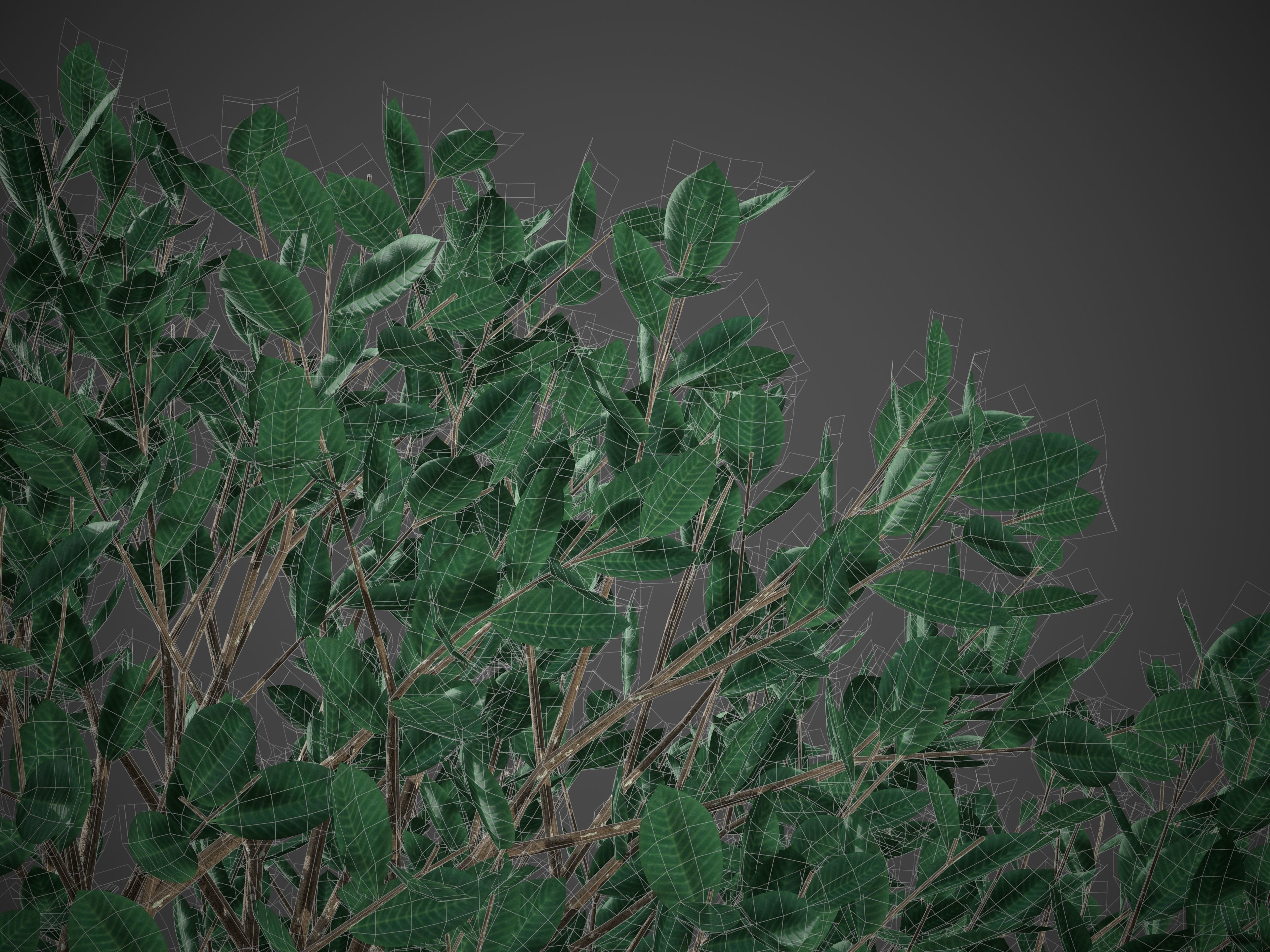 XfrogPlants Tanbark Oak - Notholicarpus Densiflorus 3D model | CGTrader