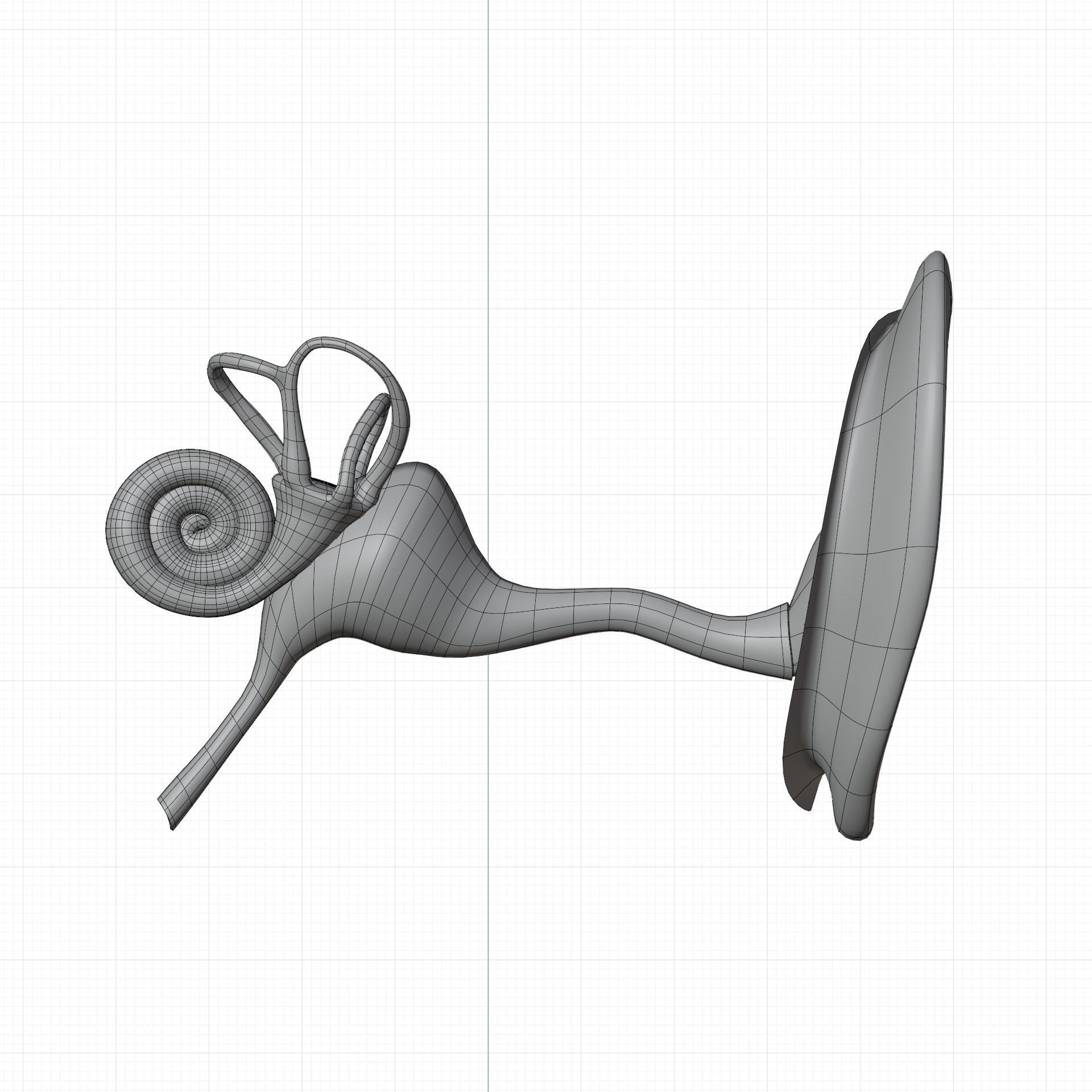 ear anatomy 3D model | CGTrader