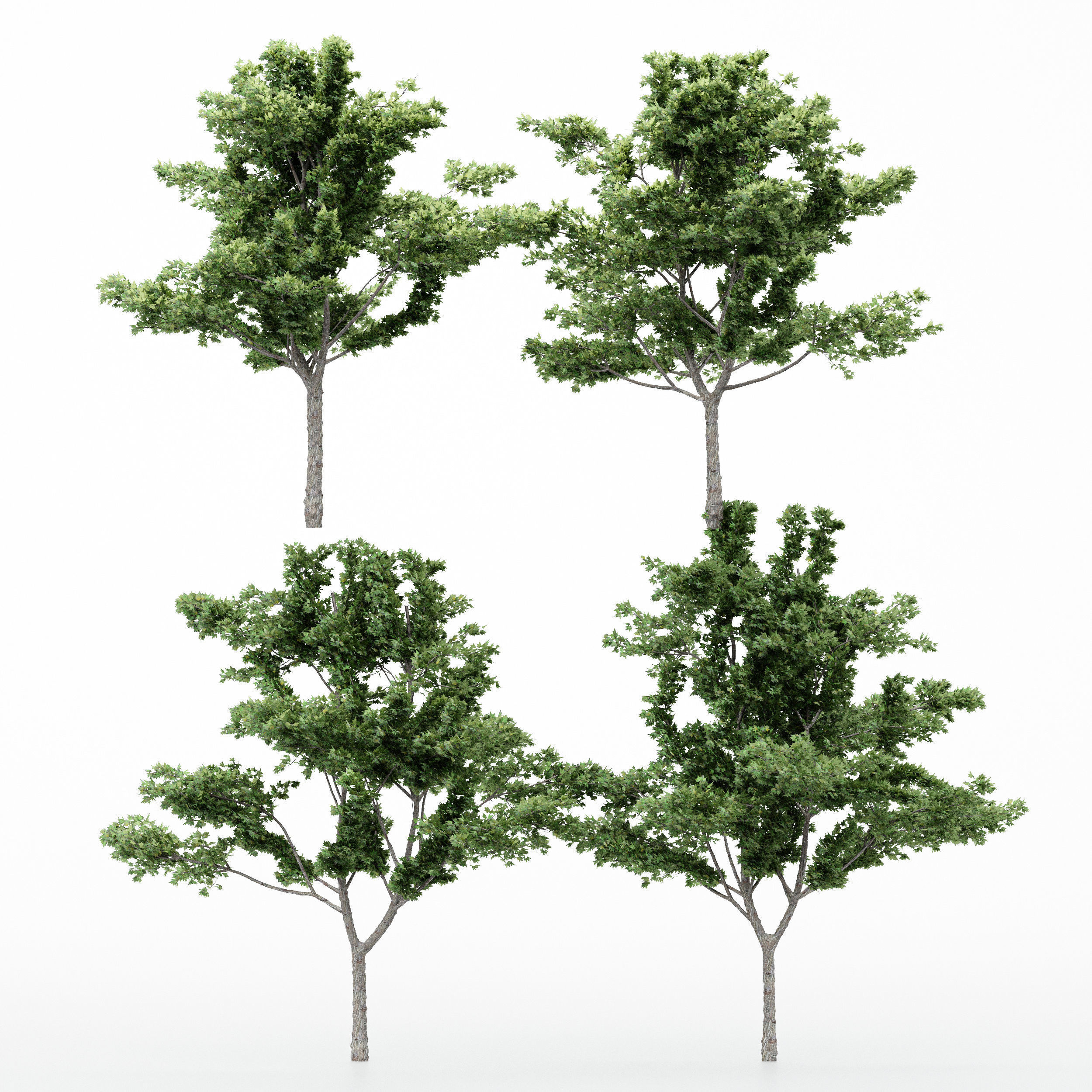 4 diffrent tree Japanese Maple 3D model | CGTrader