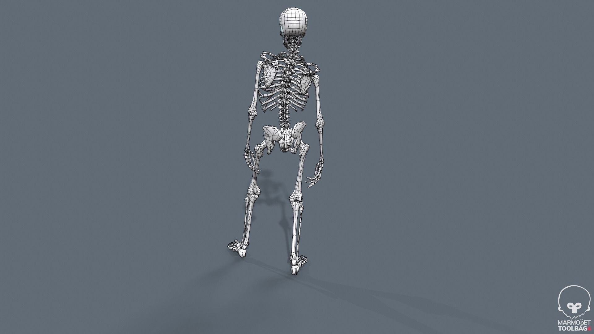 3D model Lowpoly Male Human Skeleton VR / AR / low-poly | CGTrader
