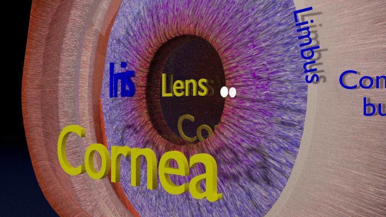 Eye anatomy cut open detail labelled 3D model | CGTrader