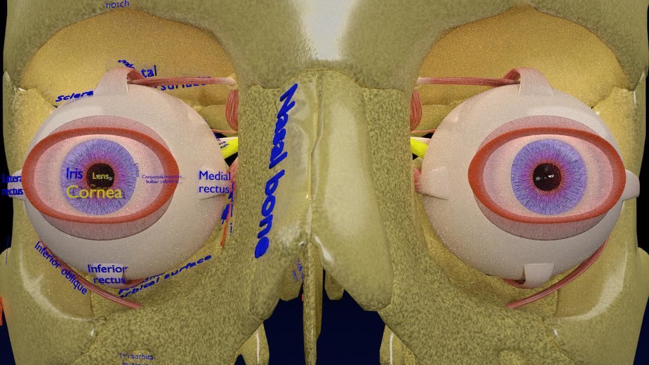 Eye anatomy cut open detail labelled 3D model | CGTrader
