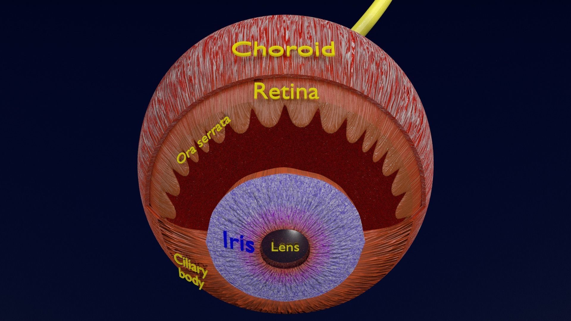 Eye anatomy cut open detail labelled 3D model | CGTrader