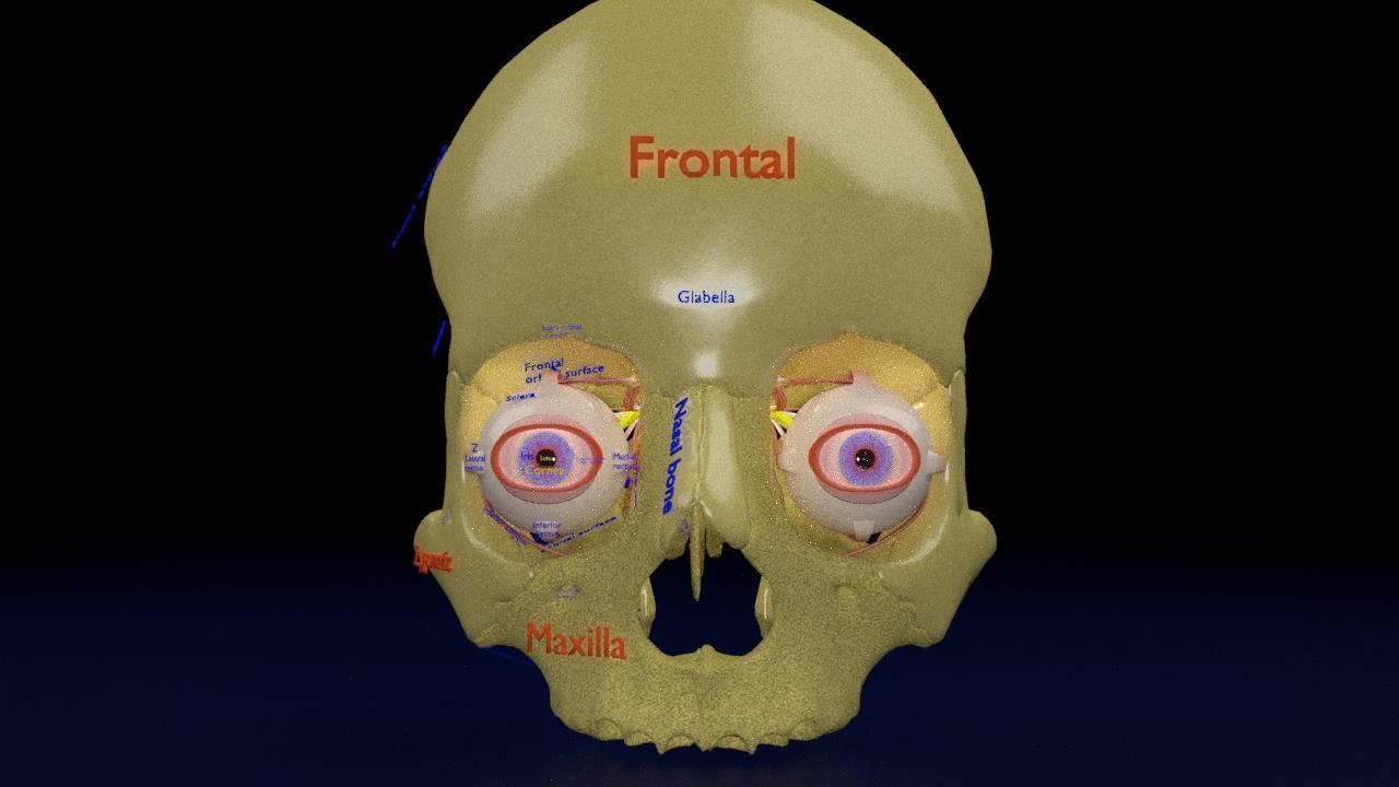 Eye anatomy cut open detail labelled 3D model | CGTrader