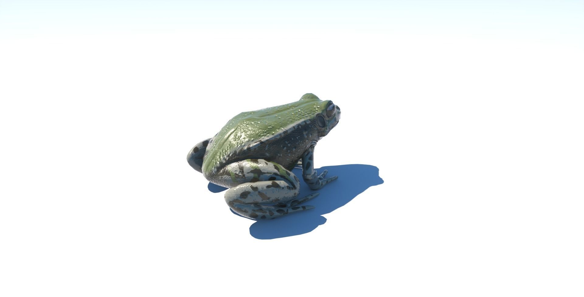 Frog low-poly 3D model free VR / AR / low-poly 3D model | CGTrader