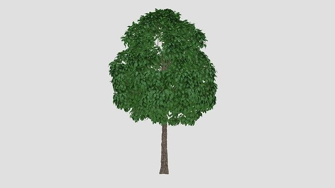 Aspen tree 3D model | CGTrader