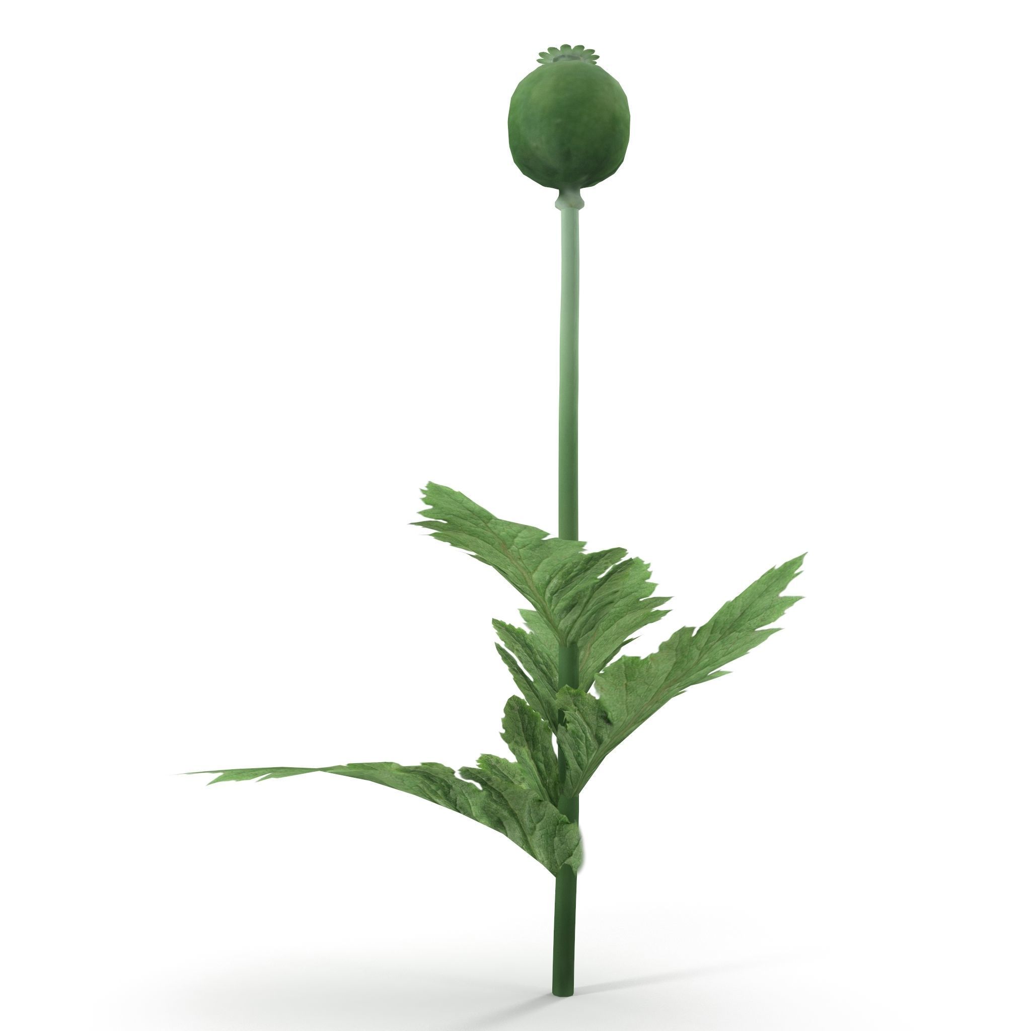 Poppy 3D model | CGTrader