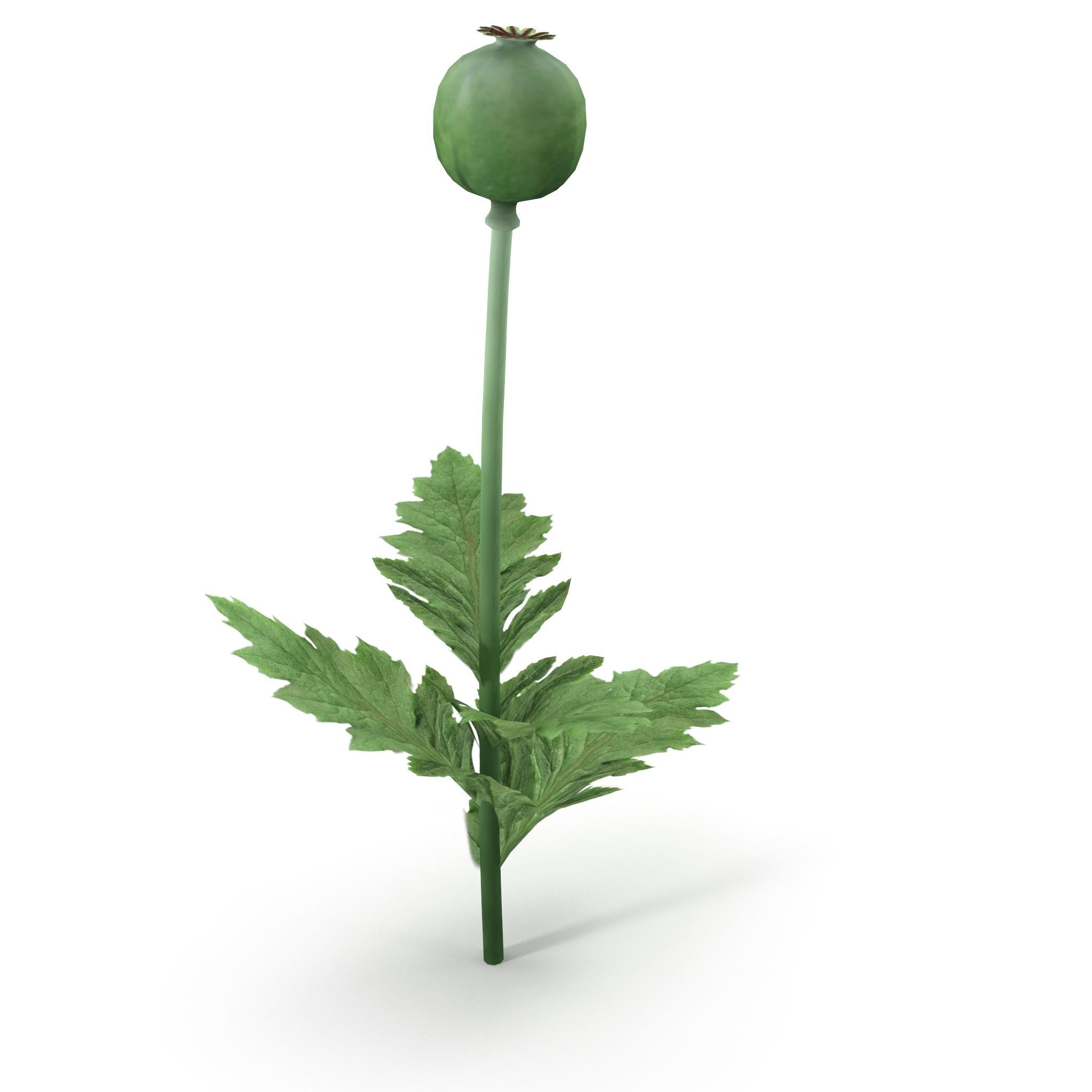 Poppy 3D model | CGTrader