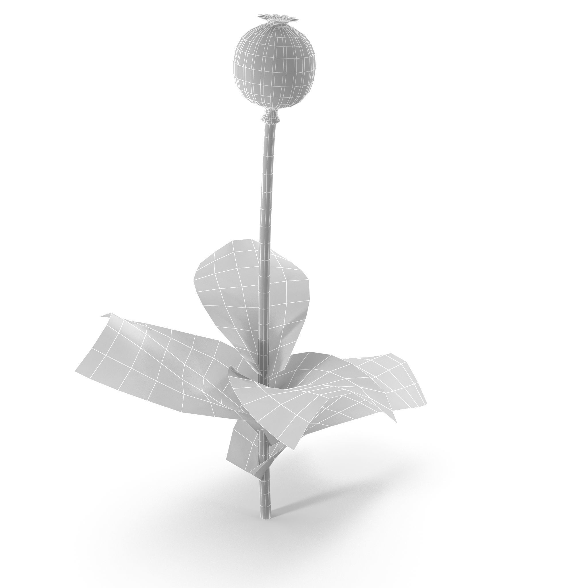 Poppy flower 3D model | CGTrader