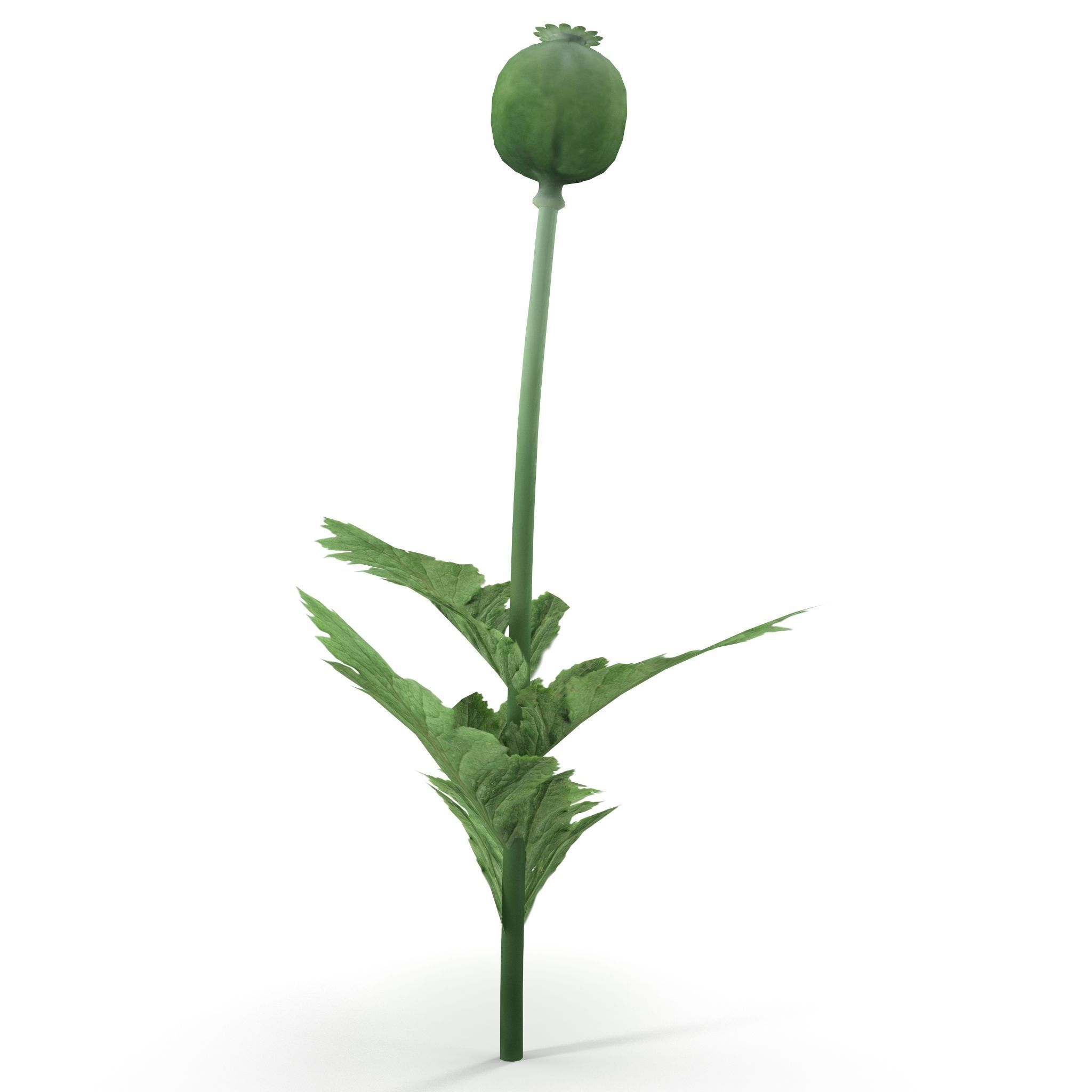 Poppy 3D model | CGTrader