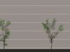 Small Tree Pack - 10 SKP and FBX trees free 3D model | CGTrader