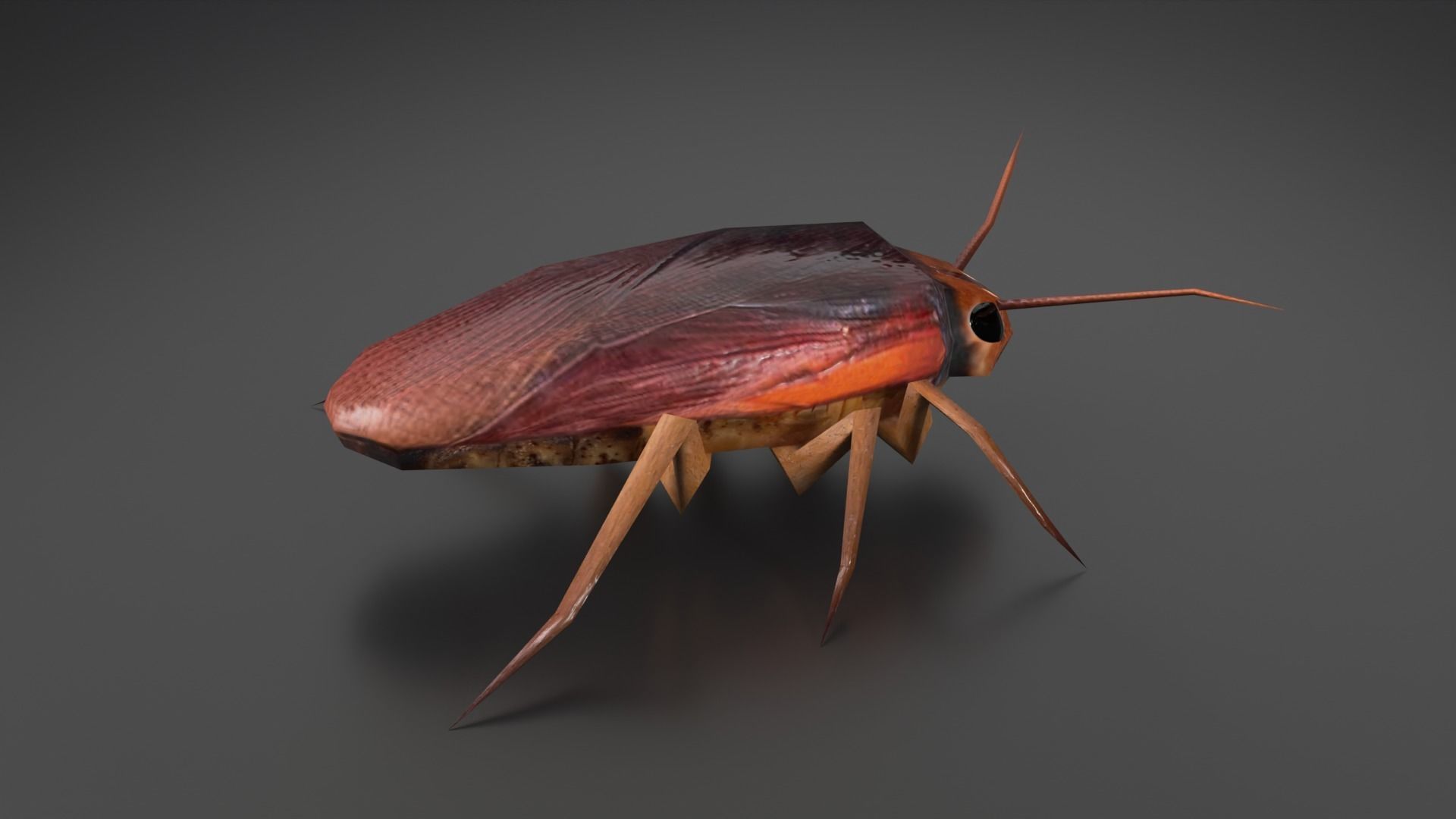 3D model Cockroach VR / AR / low-poly | CGTrader