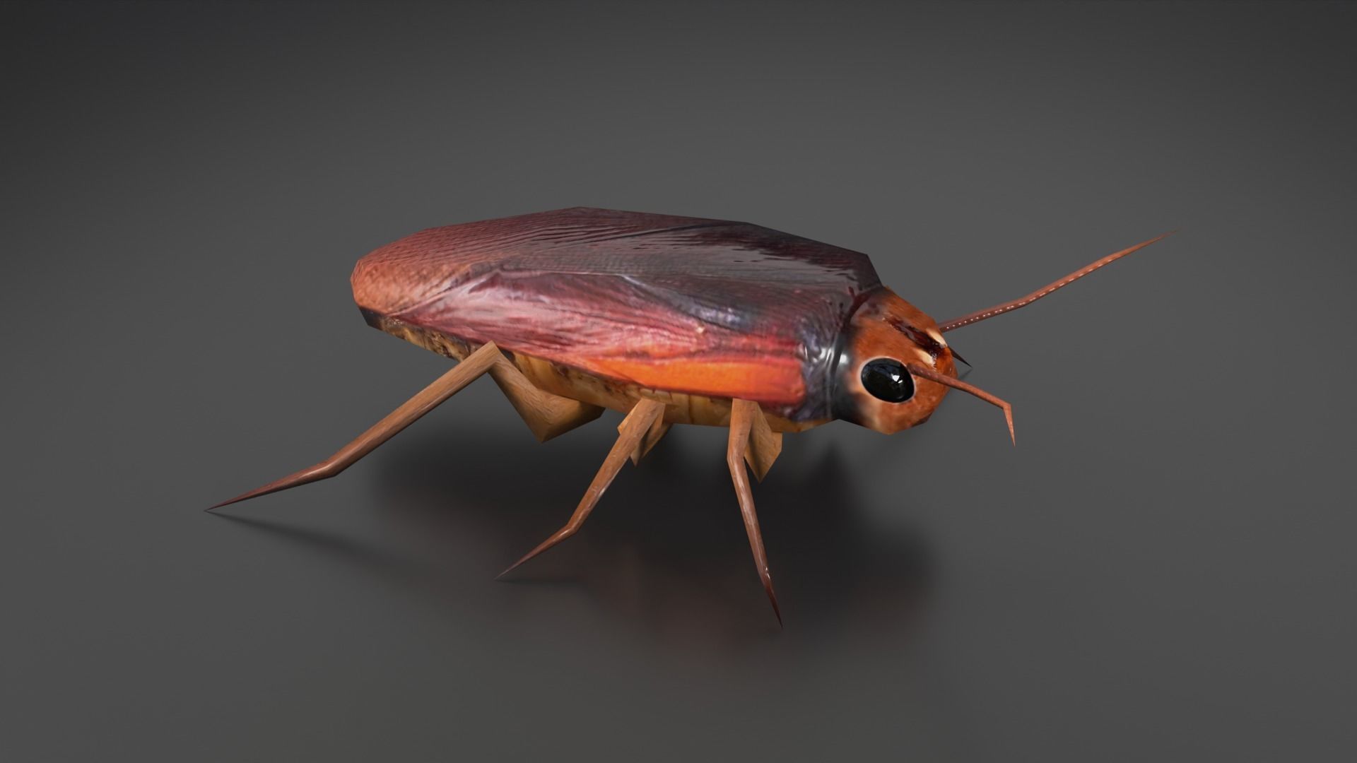 3D model Cockroach VR / AR / low-poly | CGTrader