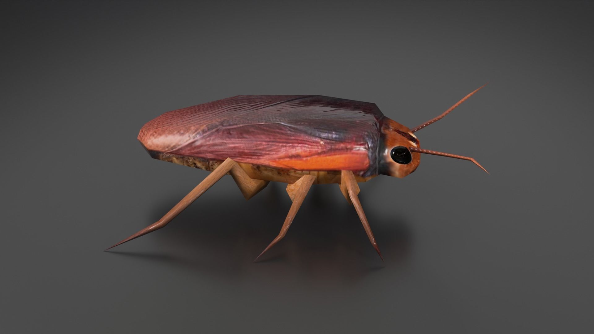 3D model Cockroach VR / AR / low-poly | CGTrader