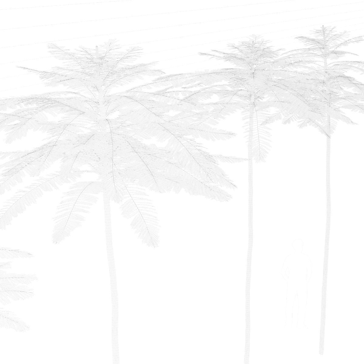 Schizolobium Parahyba VOL 2 GROWFX - PAKIS BRAZIL-SOLOBIUM 3D model ...