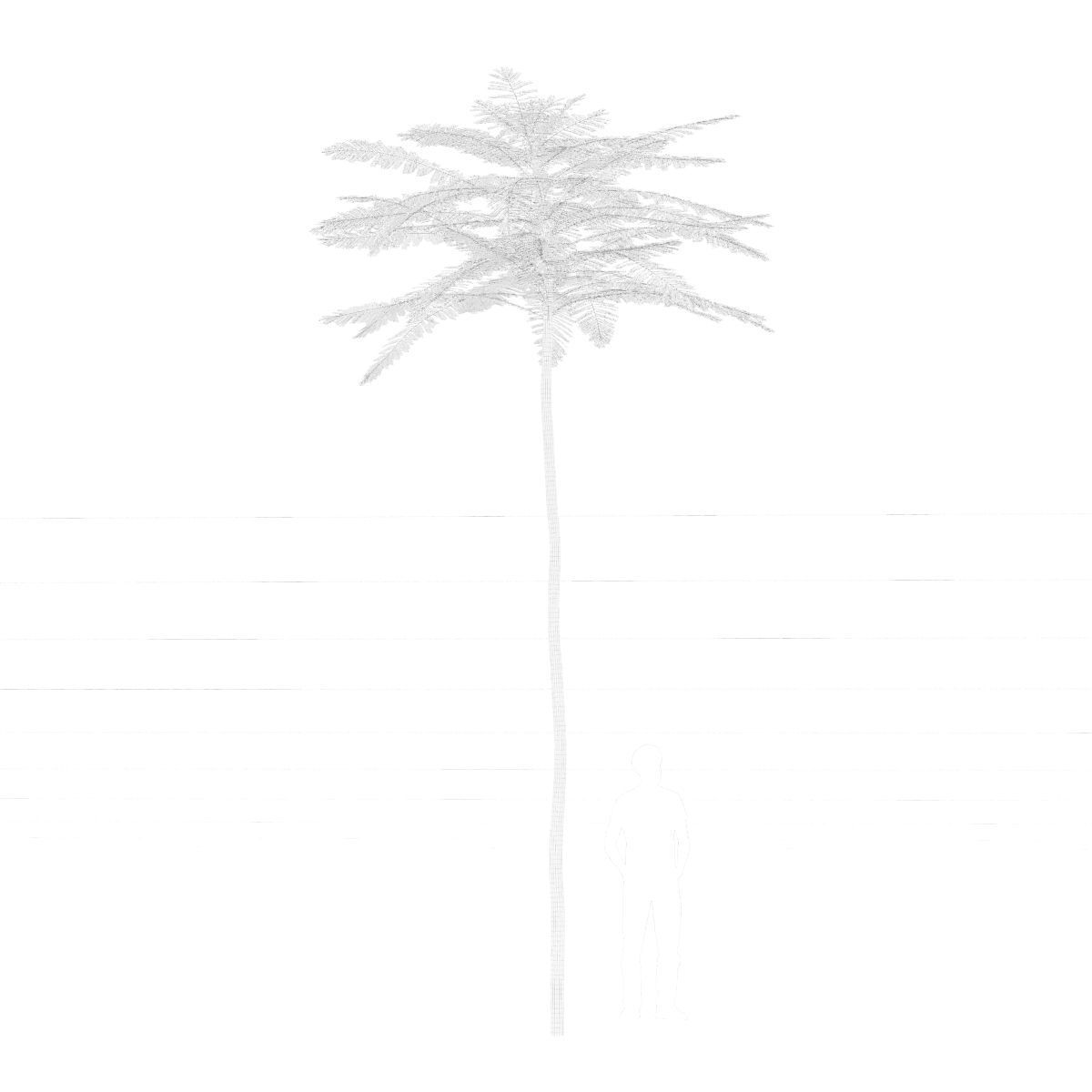 Schizolobium Parahyba VOL 2 GROWFX - PAKIS BRAZIL-SOLOBIUM 3D model ...